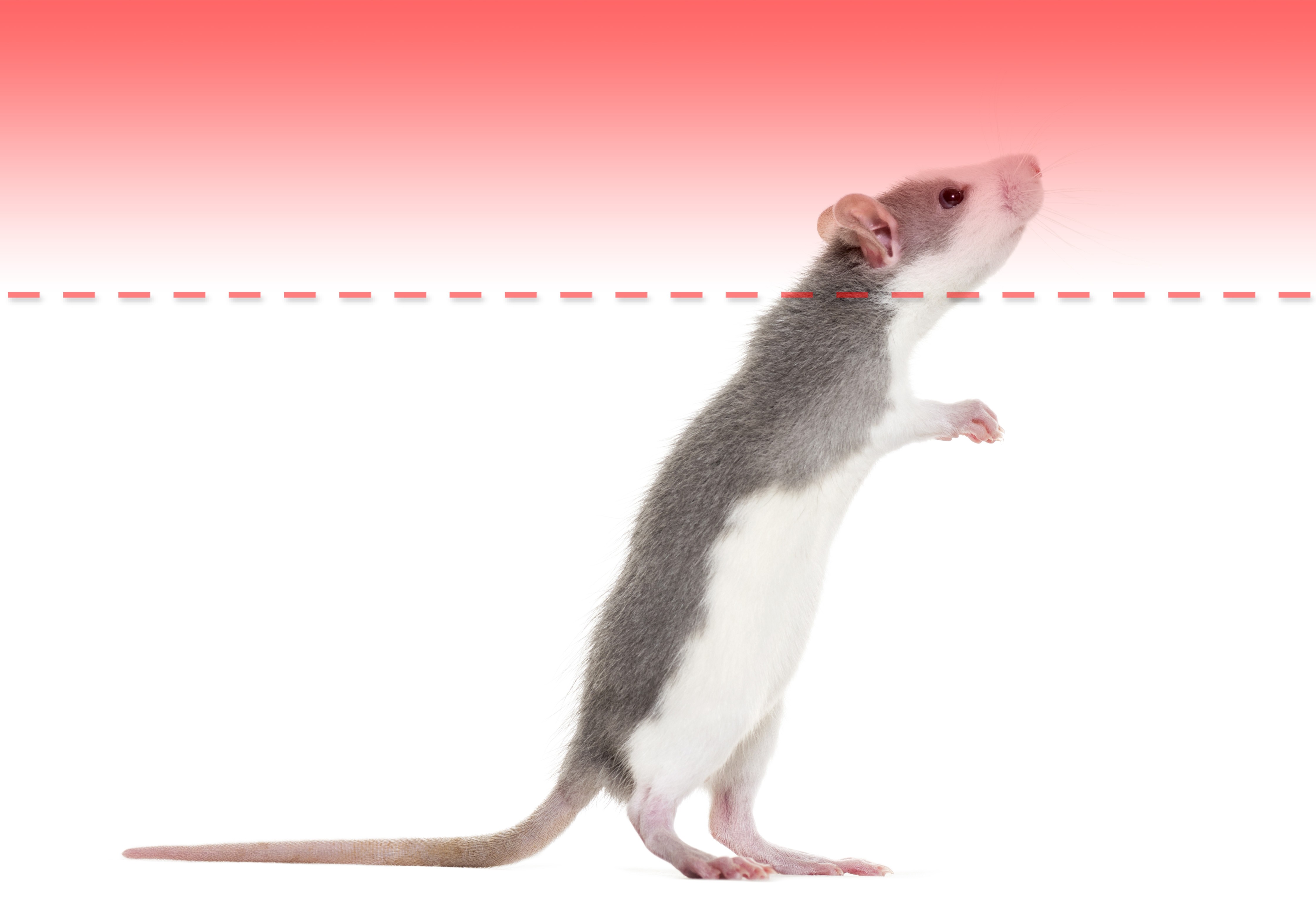 Automated 3D Open Field for Rats and Mice